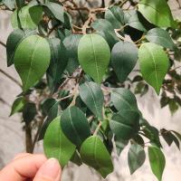 China Custom Corner Artificial Ficus Tree Space Decoration Minimalist Style for sale