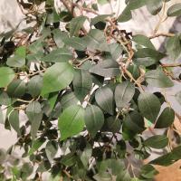 China Custom Corner Artificial Ficus Tree Space Decoration Minimalist Style for sale