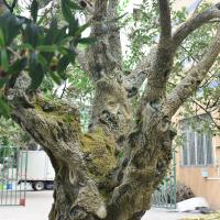 China Factory Priced Large Artificial Olive Tree Huge Ornamental Fiberglass Tree for Indoor Restaurants and Shopping Malls Decor for sale