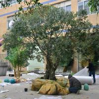China Factory Priced Large Artificial Olive Tree Huge Ornamental Fiberglass Tree for Indoor Restaurants and Shopping Malls Decor for sale