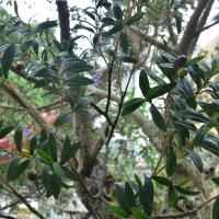 China Factory Priced Large Artificial Olive Tree Huge Ornamental Fiberglass Tree for Indoor Restaurants and Shopping Malls Decor for sale