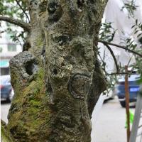 China Factory Priced Large Artificial Olive Tree Huge Ornamental Fiberglass Tree for Indoor Restaurants and Shopping Malls Decor for sale