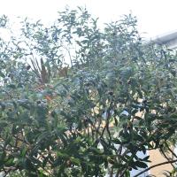 China Factory Priced Large Artificial Olive Tree Huge Ornamental Fiberglass Tree for Indoor Restaurants and Shopping Malls Decor for sale