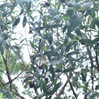 China Factory Priced Large Artificial Olive Tree Huge Ornamental Fiberglass Tree for Indoor Restaurants and Shopping Malls Decor for sale