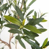 China Multi-pole 7ft Artificial Olive Tree - Tall Faux Olive Trees Artificial Indoor - Large Fake Olive Tree Plant for Home Office Living Room Decor for sale