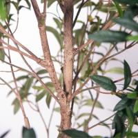 China Artificial Olive Tree Indoor - Realistic Faux Olive Trees Wholesale for Home & Office for sale