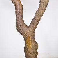 China Factory sale olive tree artificial plant-Realistic Faux Olive Trees Wholesale for Home & Office for sale