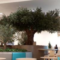 China Factory Price Large Artificial Olive Tree, a Large Ornamental Fiberglass Tree for Indoor Restaurants and Shopping Malls for sale