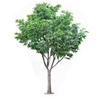 China Artificial Banyan Tree For Decoration， Customized UV-Resistant And Flame-Retardant 5M Height for sale