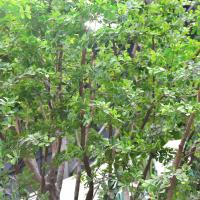 China Artificial Banyan Tree For Decoration， Customized UV-Resistant And Flame-Retardant 5M Height for sale