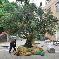 China UV-Resistant large 5m customized olive tree artificial with Trunk Realism Realistic Fruits for Hotel Lobbies & Resorts Shopping Mall Luxury Villas for sale