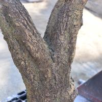 China Customized Realistic UV Resistant Large Indoor Olive Tree​ For Commercial Projects Residential Use for sale