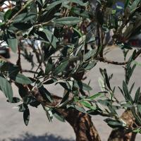 China Customized Realistic UV Resistant Large Indoor Olive Tree​ For Commercial Projects Residential Use for sale