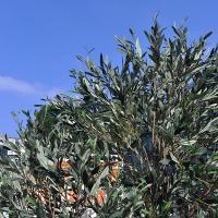 China Customized Realistic UV Resistant Large Indoor Olive Tree​ For Commercial Projects Residential Use for sale