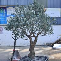 China Customized Realistic UV Resistant Large Indoor Olive Tree​ For Commercial Projects Residential Use for sale