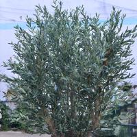 China Realistic Tree Trunk olive artificial tree Large Faux Olive Tree Plant with Branches and Fruits for Modern Home Office Living Room Floor Decor Indoor for sale