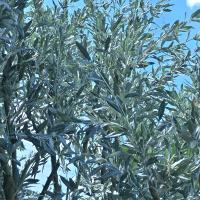 China Large Fake Tree indoor olive trees artificial Faux Tree with Natural Wood Trunk and Realistic Leaves for sale