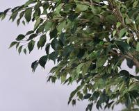 China Indoor/Outdoor Faux Silk Plant 2.8m 9.3ft Ficus Artificial Tree​ For Home, Office, Living Room, And Garden Decor for sale