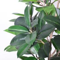 China Tropical Faux Oak Tree Bonsai Plant Faux Rubber Tree Plant​ for Home & Garden Decorative Artificial Rubber Tree for Backyard Decor for sale