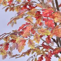 China Commercial Artificial Autumn Oak Tree 280cm | Large Fall Foliage Tree for Hotel & Restaurant Ambiance for sale