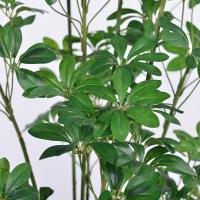 China Artificial Multi-Stem Schefflera Plant 120cm 150cm 180cm | Faux Arboricola for Indoor Office & Home Decor for sale