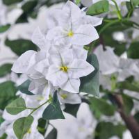 China Wholesale 220cm Artificial Bougainvillea Plant - Model B White - Haihong Factory Direct | Realistic Outdoor Decor | Bulk Supply for Landscaping for sale