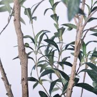 China Wholesale Premium Artificial Olive Tree - UV Resistant Real Touch Leaves in 5FT 6FT 7FT for Hotel Lobby & Office Decor for sale