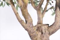 China Premium Lifelike Olive Tree Artificial Plant - Focal Point Sizes 6.6FT/8.2FT/9.2FT, Real Touch Foliage for Luxury Villa & Restaurant Interior Design for sale