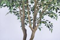 China Lifelike Artificial Mini Ficus Tree - Artistic Trunk in 7.5FT/9.2FT, Low Maintenance for Luxury Spa & Restaurant Interior Design for sale