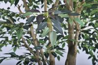 China Lifelike Artificial Mini Ficus Tree - Artistic Trunk in 7.5FT/9.2FT, Low Maintenance for Luxury Spa & Restaurant Interior Design for sale