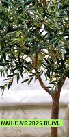 China Hot Selling Artificial Plant Combining Potted Olive Trees High Quality Ornamental Olive Tree Artificial for Interior Decor for sale