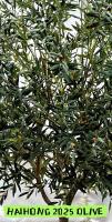 China Hot Selling Artificial Plant Combining Potted Olive Trees High Quality Ornamental Olive Tree Artificial for Interior Decor for sale