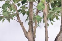 China Large 280 cm 250cm Anti-Ultraviolet Large Fake Plants Banyan Tree Bonsai Plant Plastic Garden Supplies for Home Garden for sale