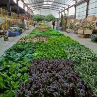China Custom Artificial Green Wall Panels - Vertical Garden for Restaurant, Hotel & Mall (B1 Fire Retardant, Anti-UV) for sale