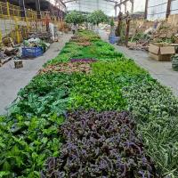 China Custom Artificial Green Wall Panels - Vertical Garden for Restaurant, Hotel & Mall (B1 Fire Retardant, Anti-UV) for sale