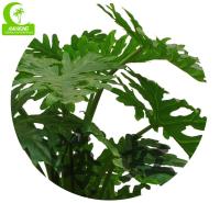 China Artificial Plants Wholesale for sale