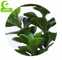 China Flame Retardant Height 155cm Aesthetic Artificial Ficus Lyrata With Pot for sale
