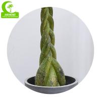 China All Season 160cm Height Braided Artificial Money Tree Plant Indoor for sale