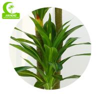 China Anti UV 1.7m Synthetic Plants For Indoors , Tall Artificial Grass Easy To Care for sale