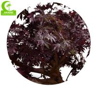 China 350cm Artificial Landscape Trees , Fake Maple Tree All Season for sale
