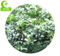 China H400cm Landscape Artificial Trees , Artificial Pittosporum For Amusement Park for sale