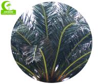 China Wind Resistance Anti Aging 1200cm Artificial Tropical Tree For Hotle for sale
