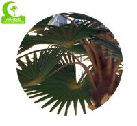 China Lifelike Firber Glass Trunk 8m Artificial Tropical Tree HAIHONG for sale