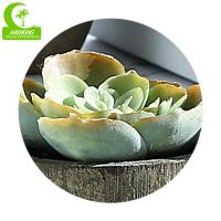 China High Simulation 6.5cm Faux Succulent Plants , Small Fake Succulents Luxury for sale