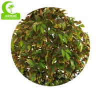 China Luxury Height 170cm Artificial Ficus Tree For House Decoration for sale