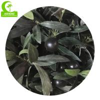 China H160cm Artificial Potted Floor Plants , Silk Olive Tree Anti Aging for sale