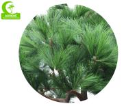 China Handmake HAIHONG 350cm Artificial Foliage Tree With Fiber Glass Trunk for sale
