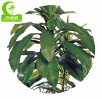 China Imitation Bonsai High Quality Artificial Dracaena With Real Touch Leaves For Hot Sale for sale