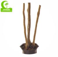 China Imitation Bonsai High Quality Artificial Dracaena With Real Touch Leaves For Hot Sale for sale