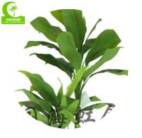 China Cornstalk Cracaena High Quality Artificial Dracaena With Real Touch Leaves For Hot Sale for sale